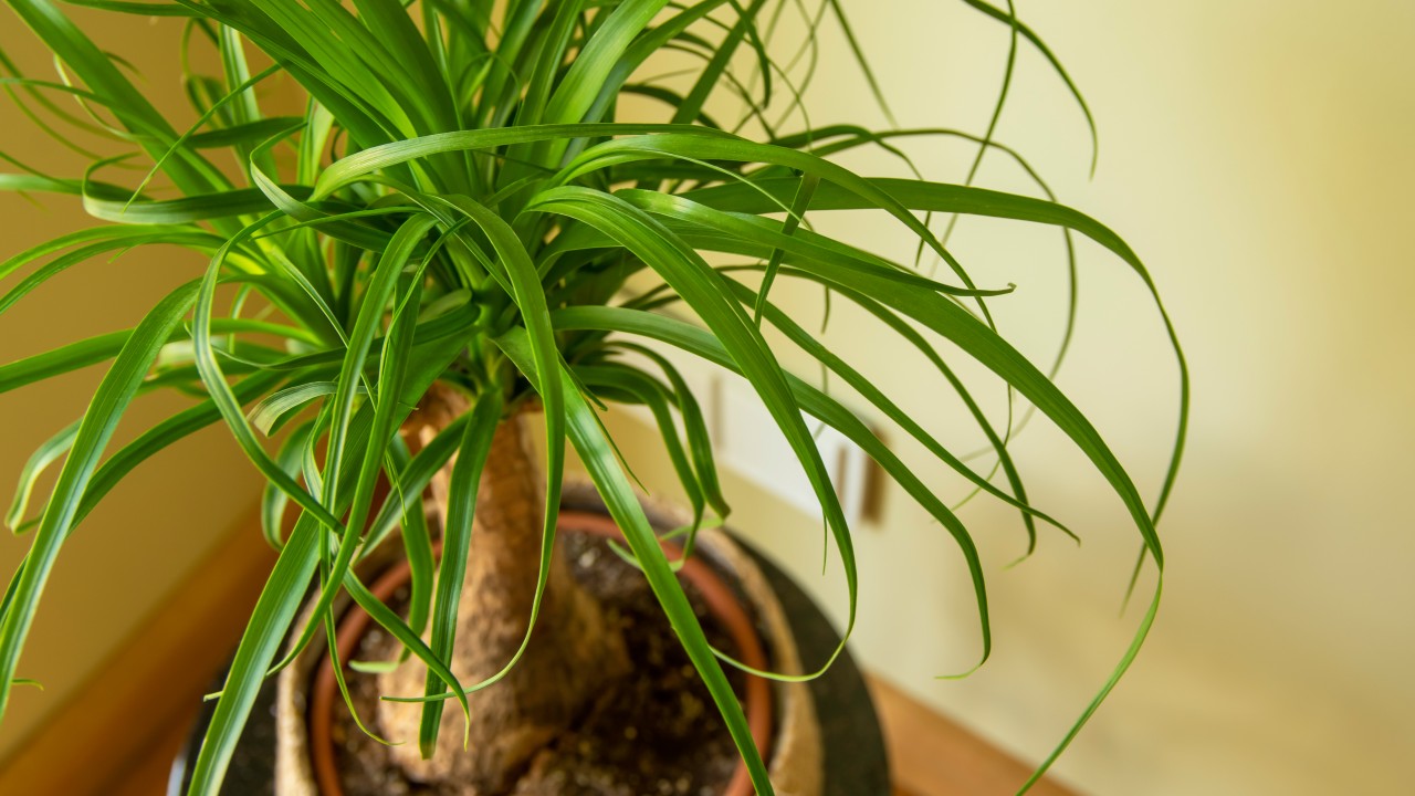 Kvet slonia noha: Kam ho po správnosti umiestniť, aby sa mu darilo ...