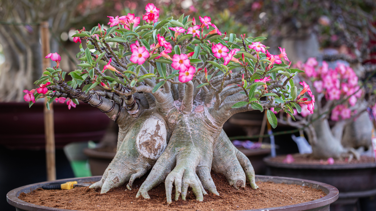 Púštna ruža spája to najkrajšie z oboch- nechajte sa ňou očariť ...