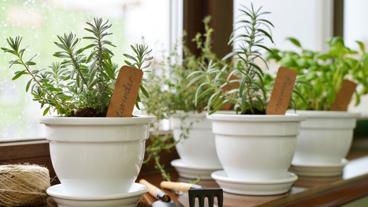 Ktoré aromatické bylinky sú najvhodnejšie na pestovanie v byte ...