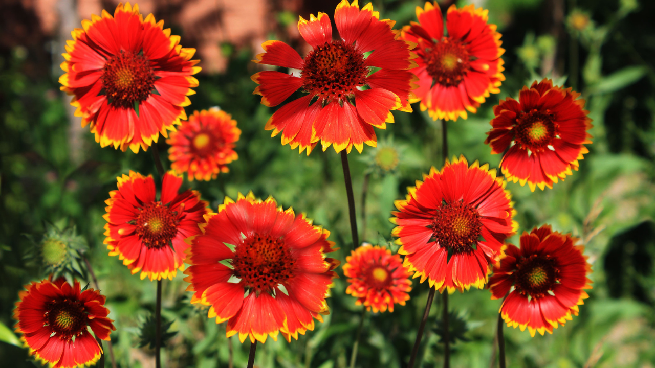 TOP trvalky vhodné na slnečné stanovište: Tieto vydržia i extrémne ...